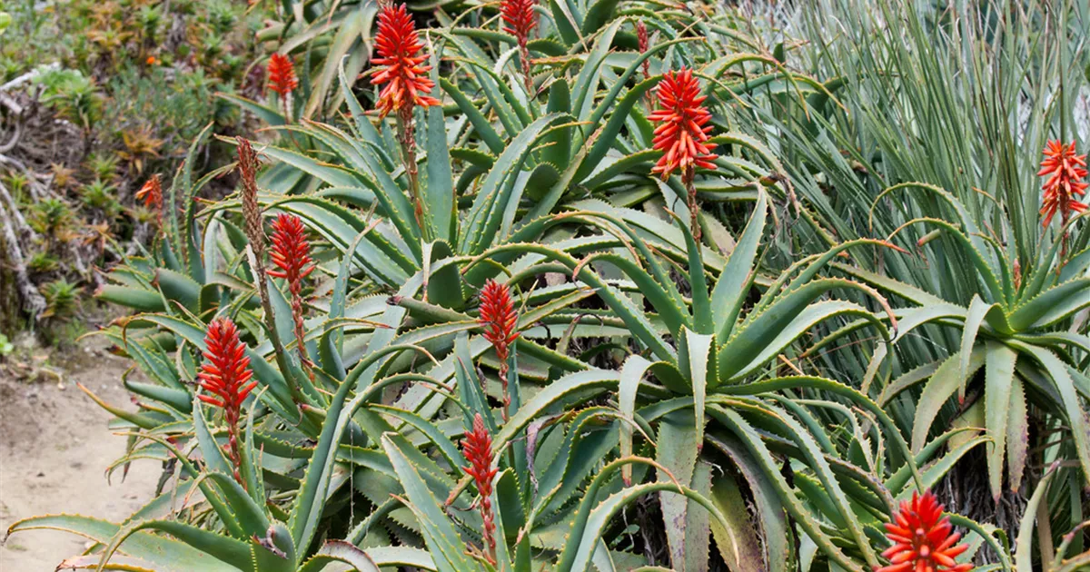 Aloe bakeri - BAUHAUS E-Business GmbH & Co. KG