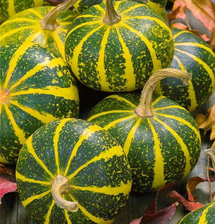 Cucurbita pepo 'Flat Striped' - BAUHAUS E-Business GmbH & Co. KG