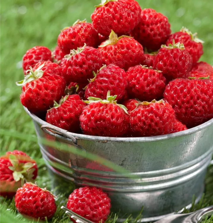 Fragaria x ananassa 'Framberry' - BAUHAUS E-Business GmbH & Co. KG